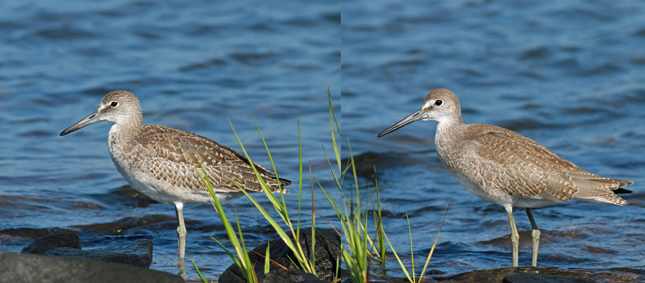 More Willets!