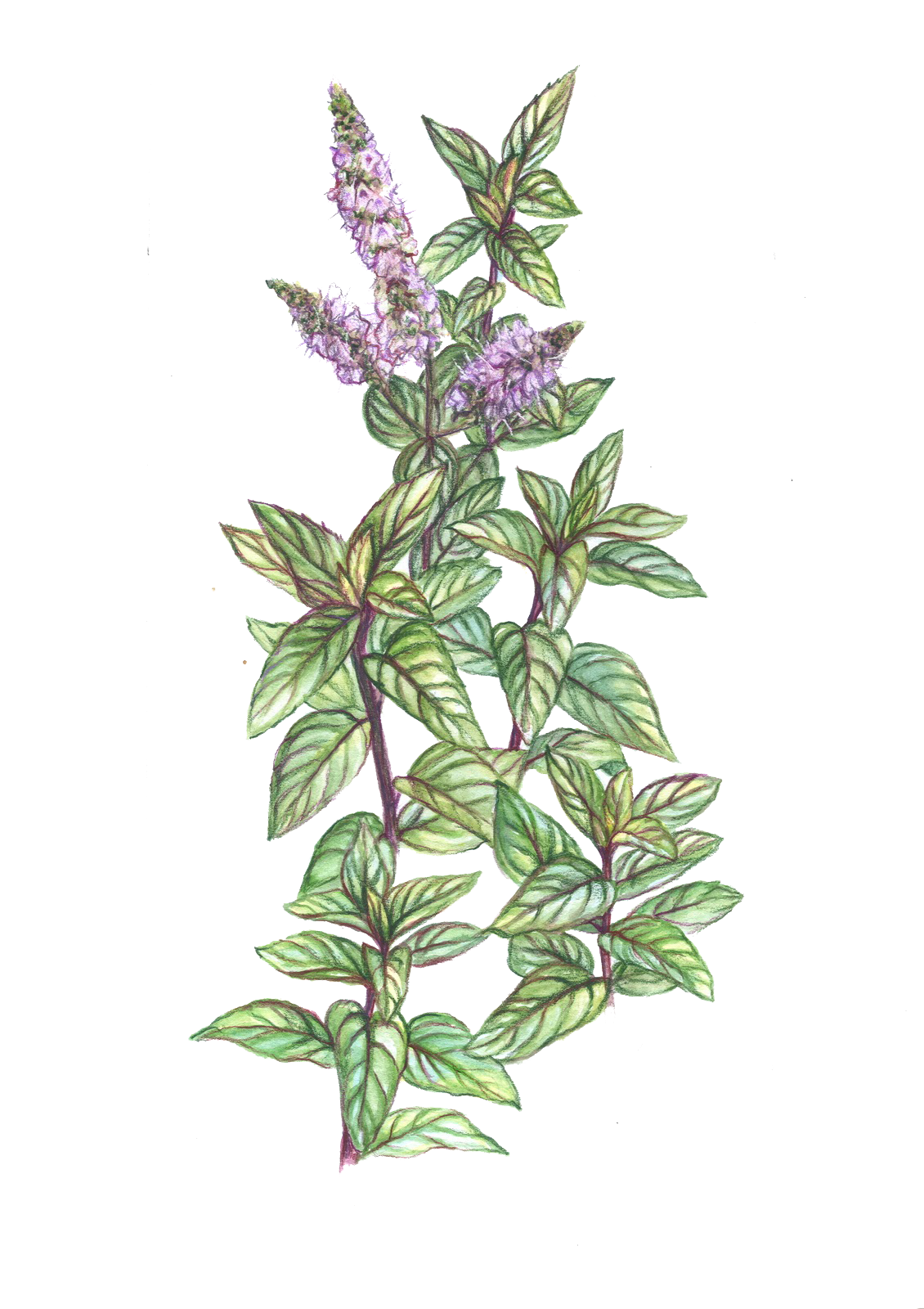 Flora Series: Mint | Baring the Aegis
