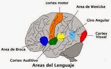 Neuro-psicología : Alexia