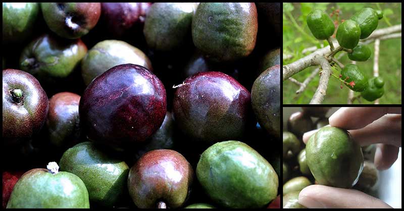 Health Benefits One Can Get From Eating Spanish Plum (Sineguelas) | Dr ...