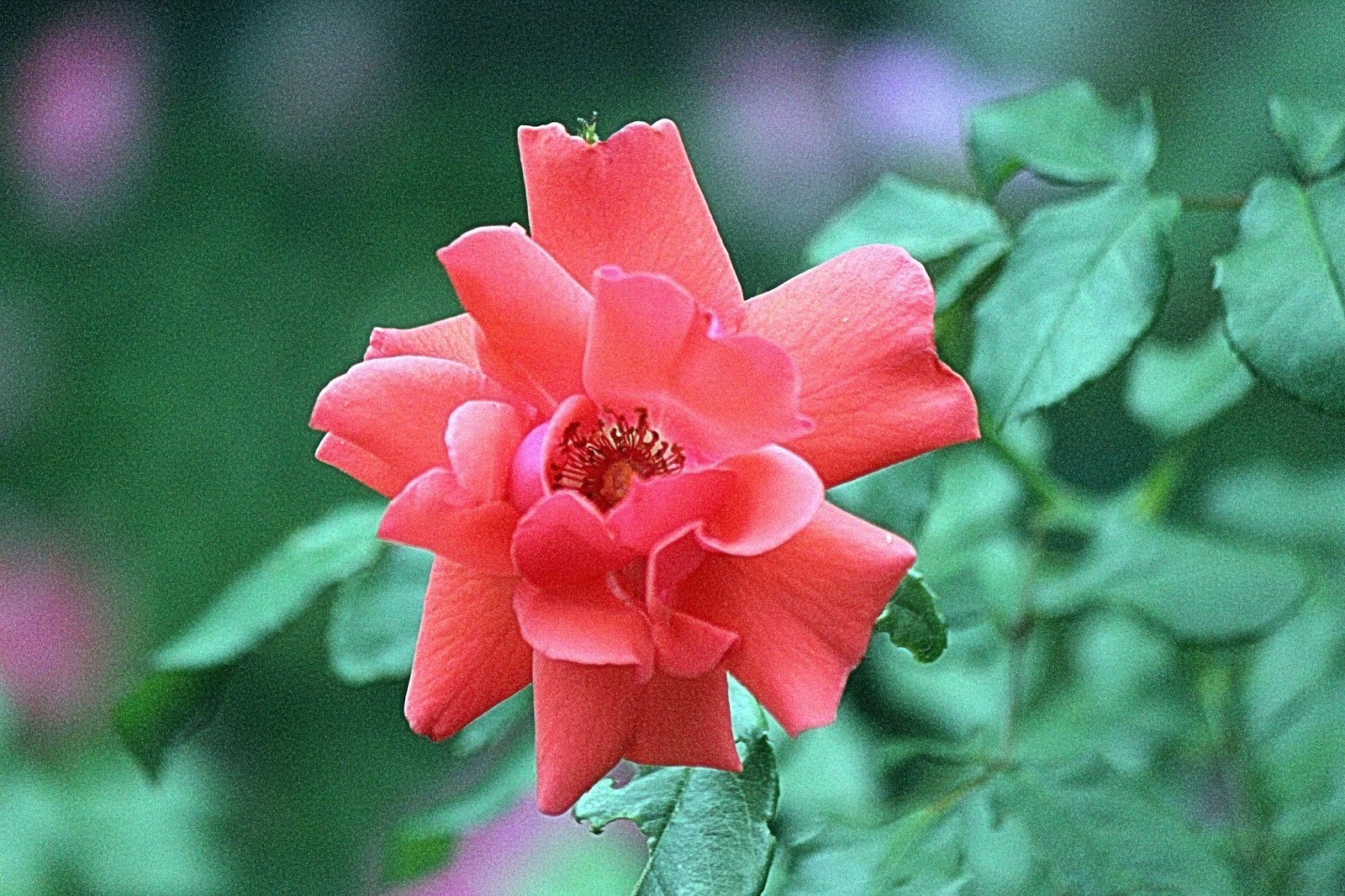 Salmon Rose