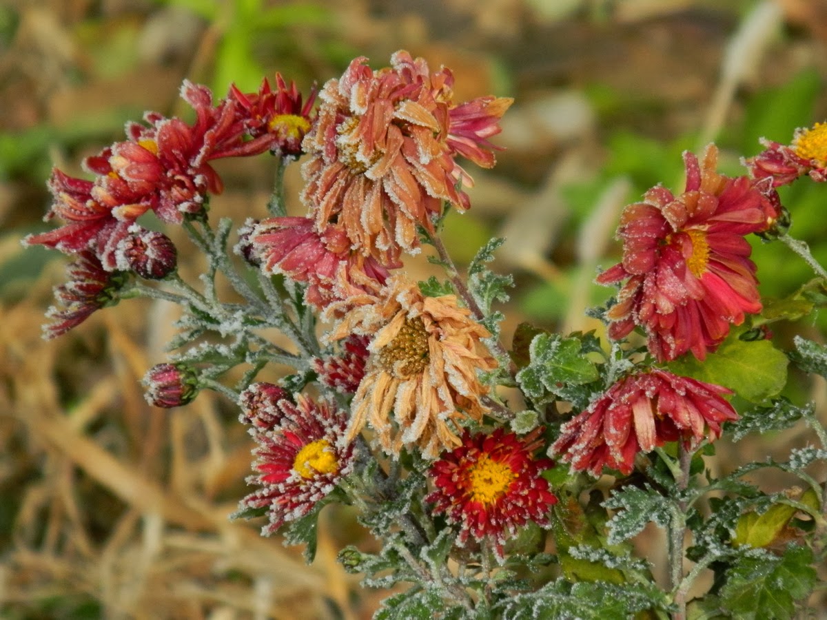 LA MULTI ANI, ROMANIA!: Florile lunii decembrie