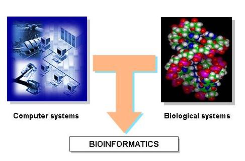 SINUPHEDIA: Bioinformatika