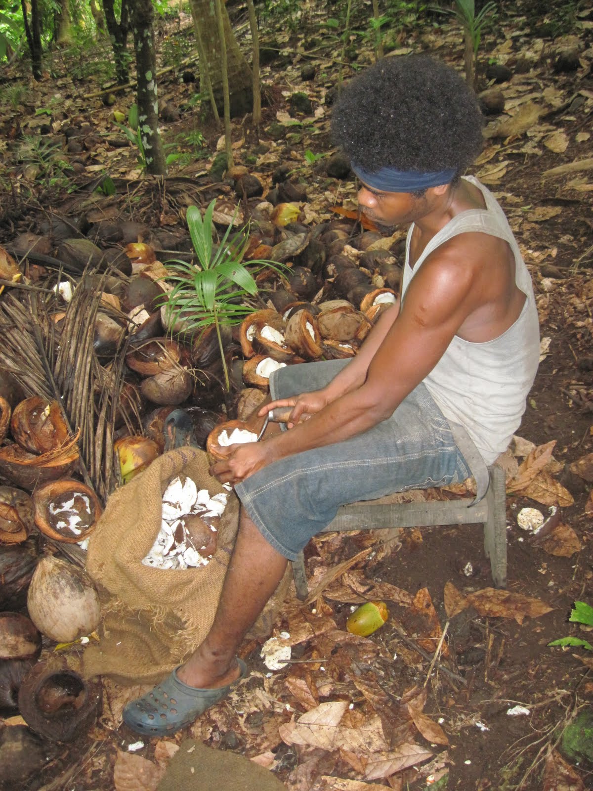Life in the South Pacific: Making Money with Copra