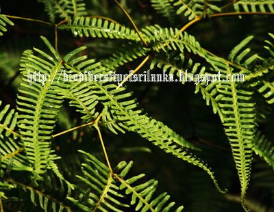 Biodiversity of Sri Lanka: කැකිල්ල[Kekilla]/Wire fern (Dicranopteris ...