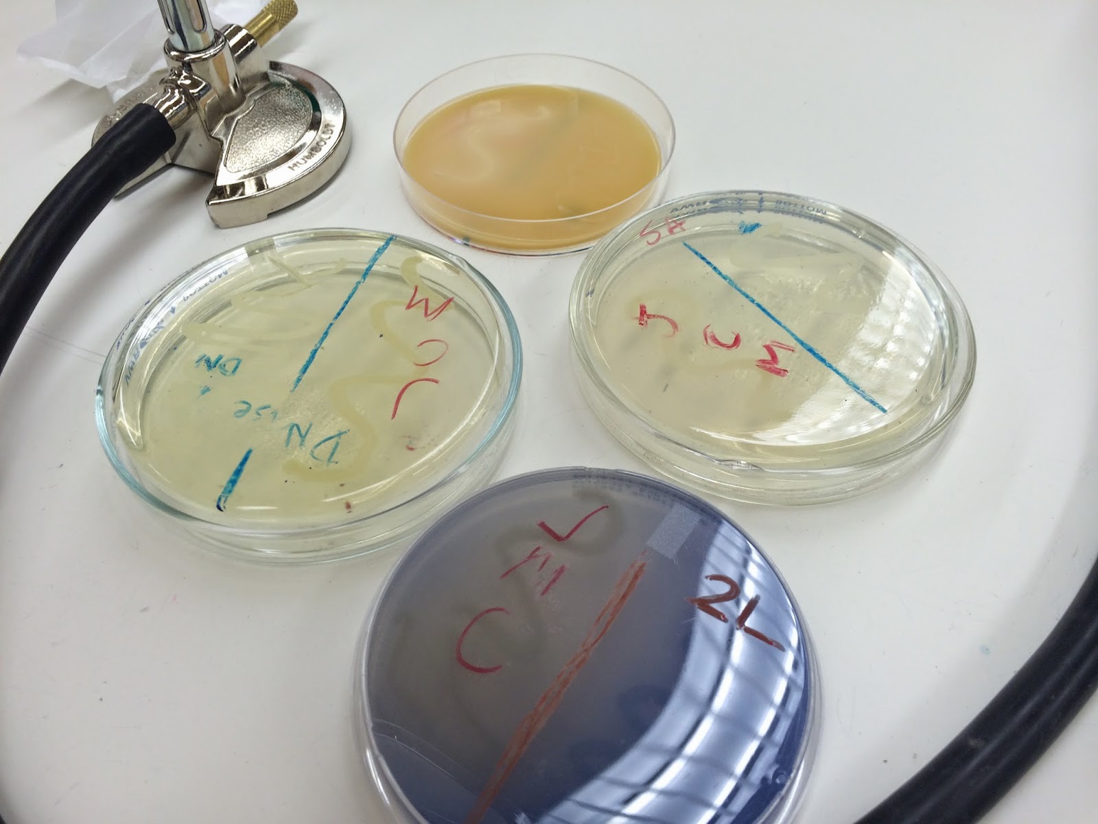 Getting Bacteria Samples