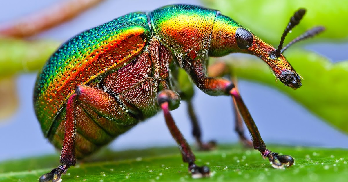 The Featured Creatures: Wicked Little Weevils