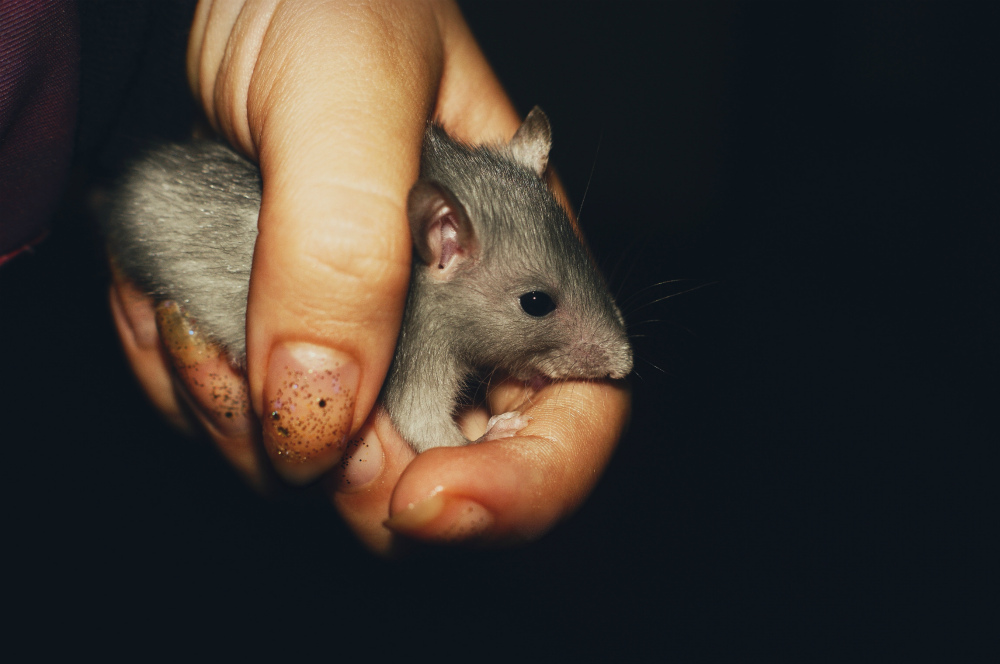 Pictures Of Keeping Rats As Pets 2