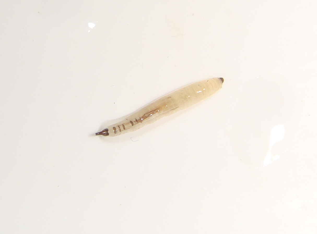 Supersupergirl's creature world: Transparent water worm/microbe?