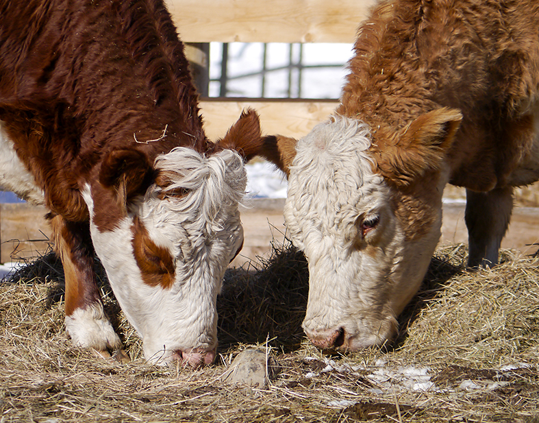 Paradigm InfoStream: HEALTH - Cattle Veterinarians Asked to Provide ...