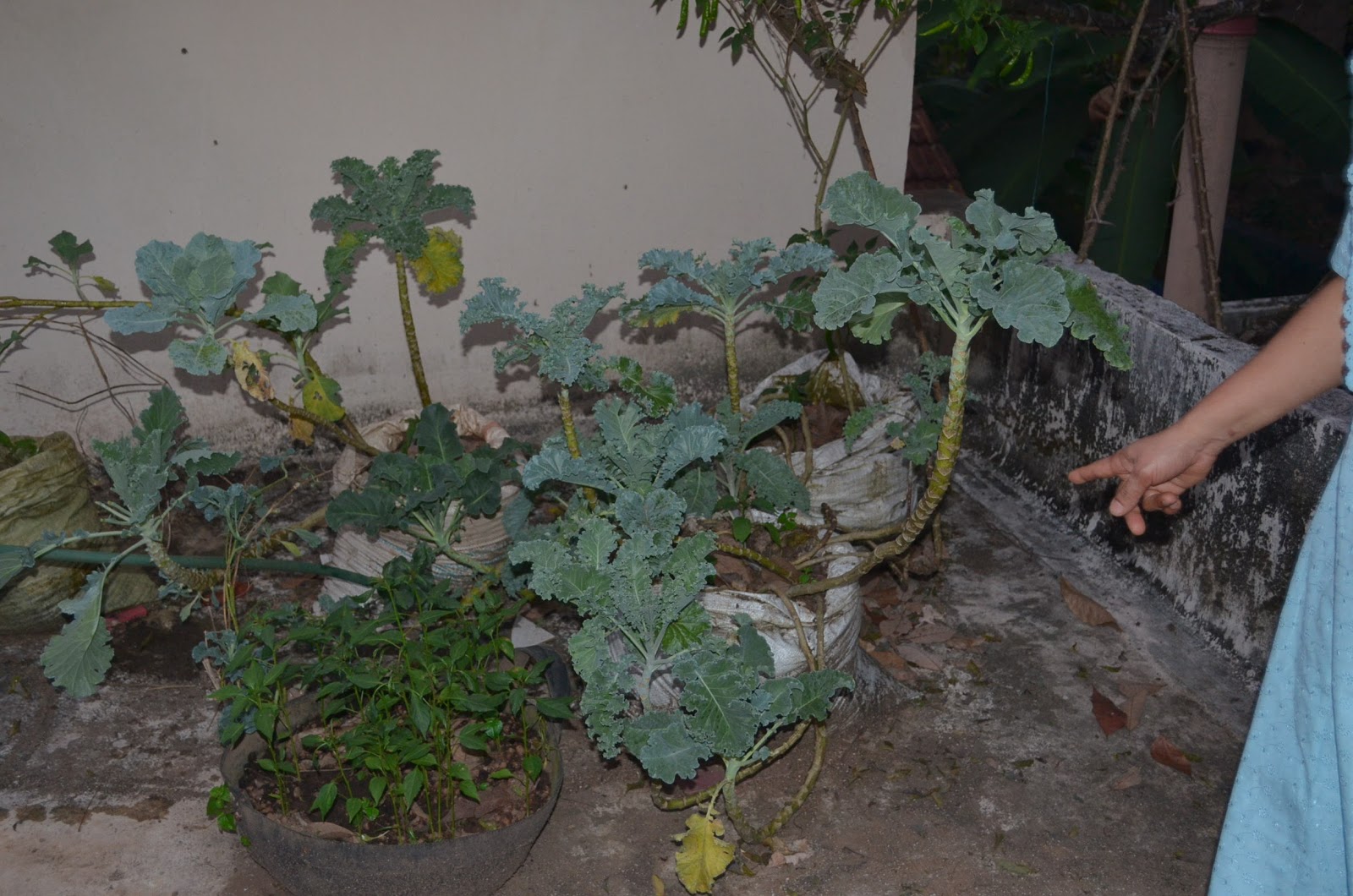 motherkerala.com: Kale the king of leafy vegetables, the superfood of ...