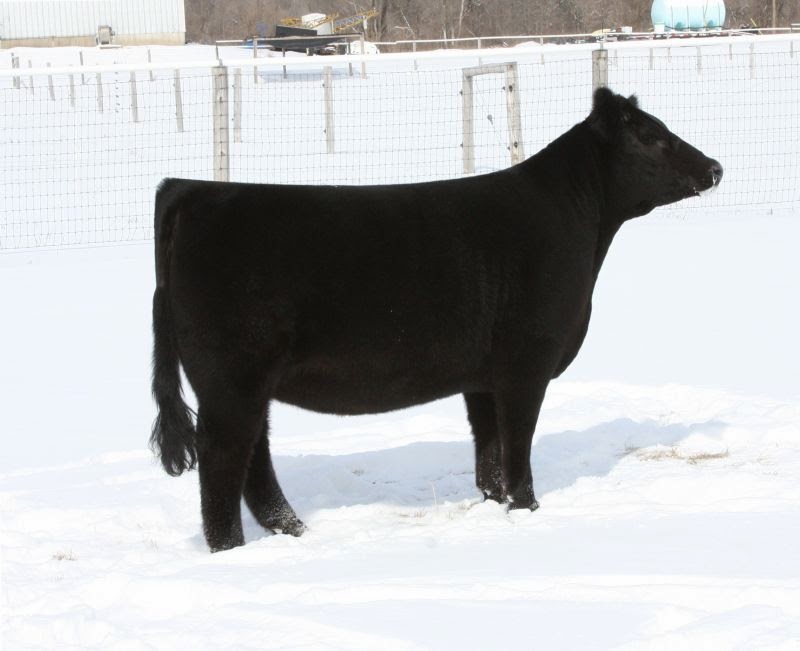 DIAMOND G CATTLE CO.