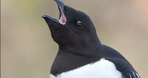 Birding Newfoundland with Dave Brown: Birds of Newfoundland: Dovekie ...