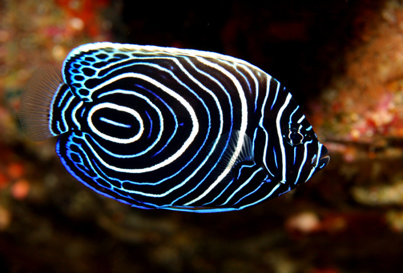 Top 10 Most Beautiful And Colorful Fish | World Zoo Diary