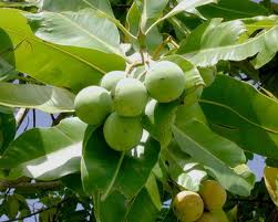 .::Naturaleza::.: Quick Tips ~ Tamanu Oil