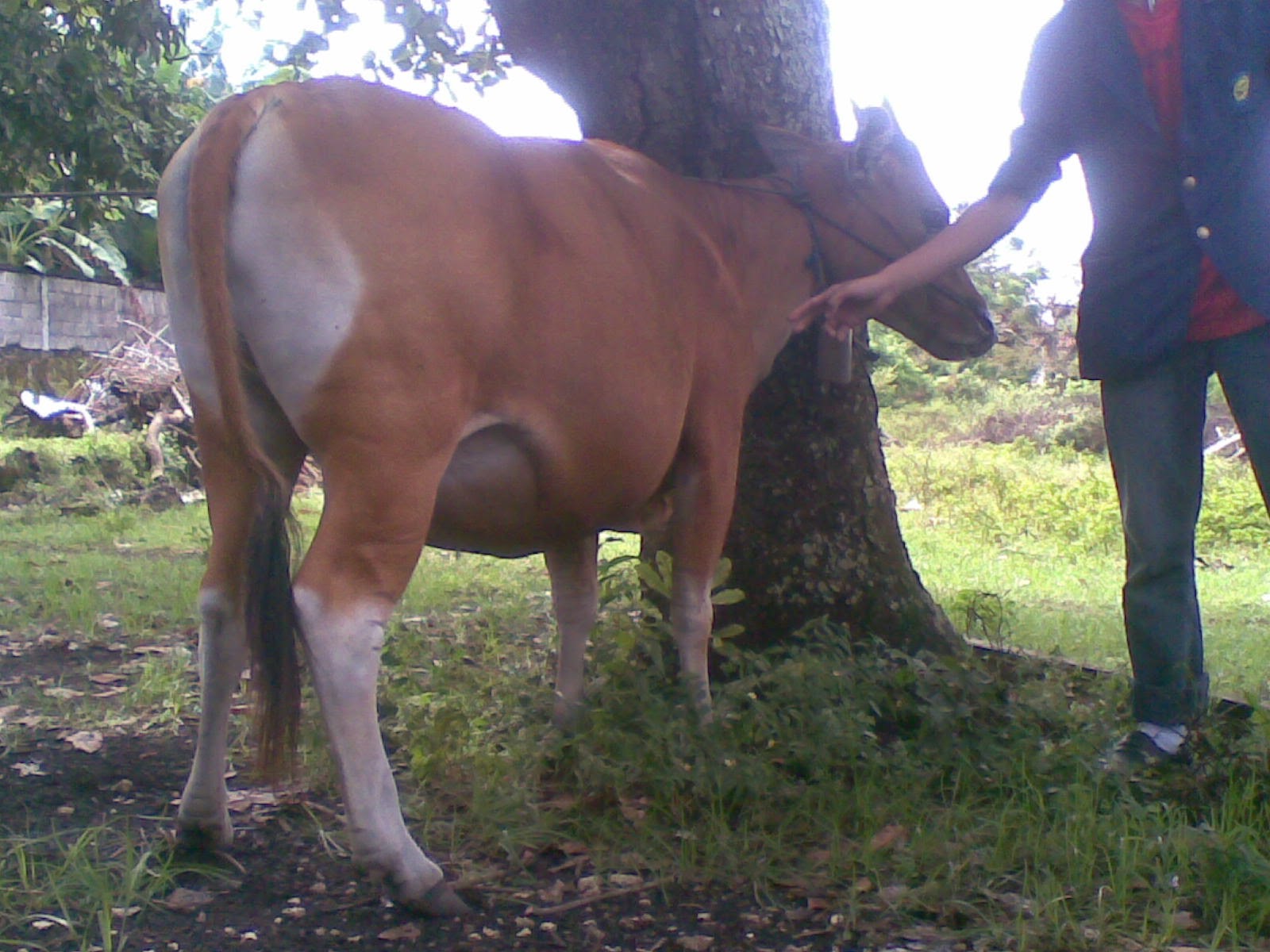 Pola Warna Dari Sapi Bali - Ilmu Ternak