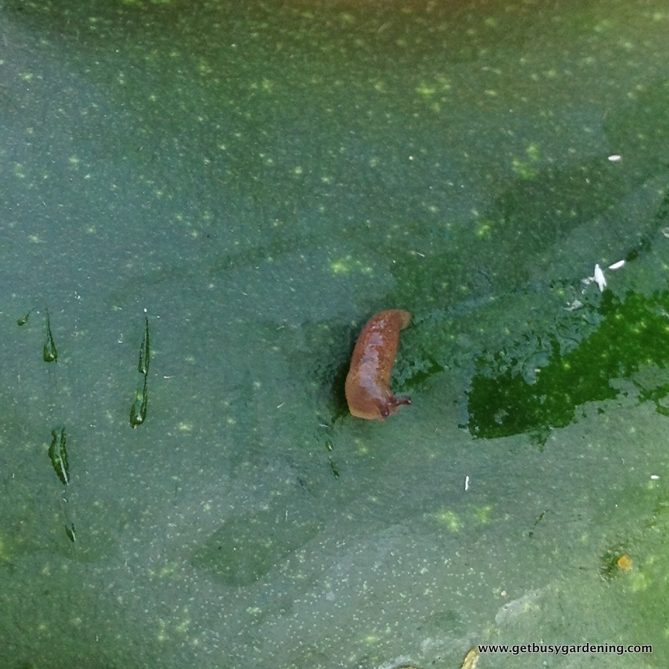 How To Control Slugs In The Garden Organically - Get Busy Gardening