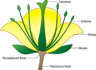 Viveiro Espaço Verde: ANATOMIA DA FLOR