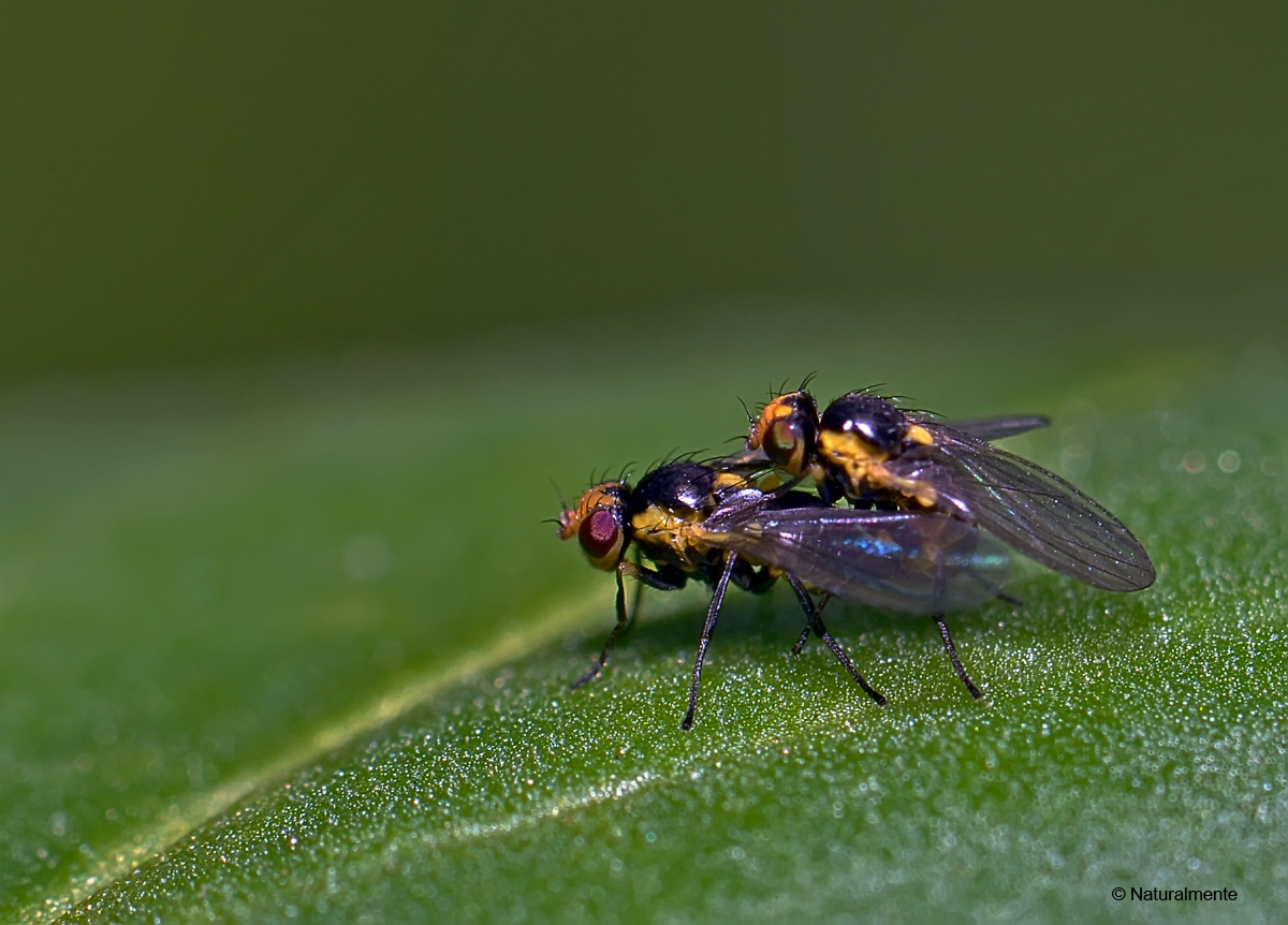 Mundo Diminuto: Liriomyza bryoniae