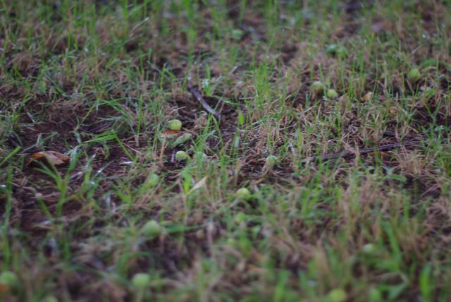 Canoe Corner: Thinning Apples and June Drop