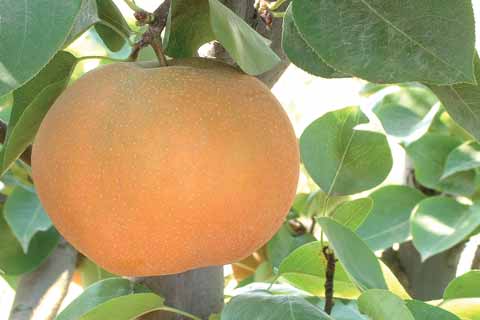 Temperate Climate Permaculture: Asian Pear Varieties... just a sampling