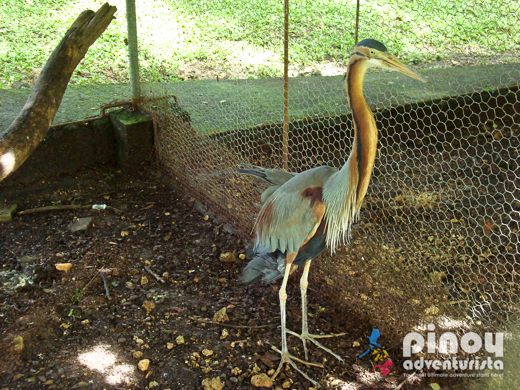 THINGS TO DO IN MAGUINDANAO - Finding Peace at Tamontaka Lourdes Grotto ...