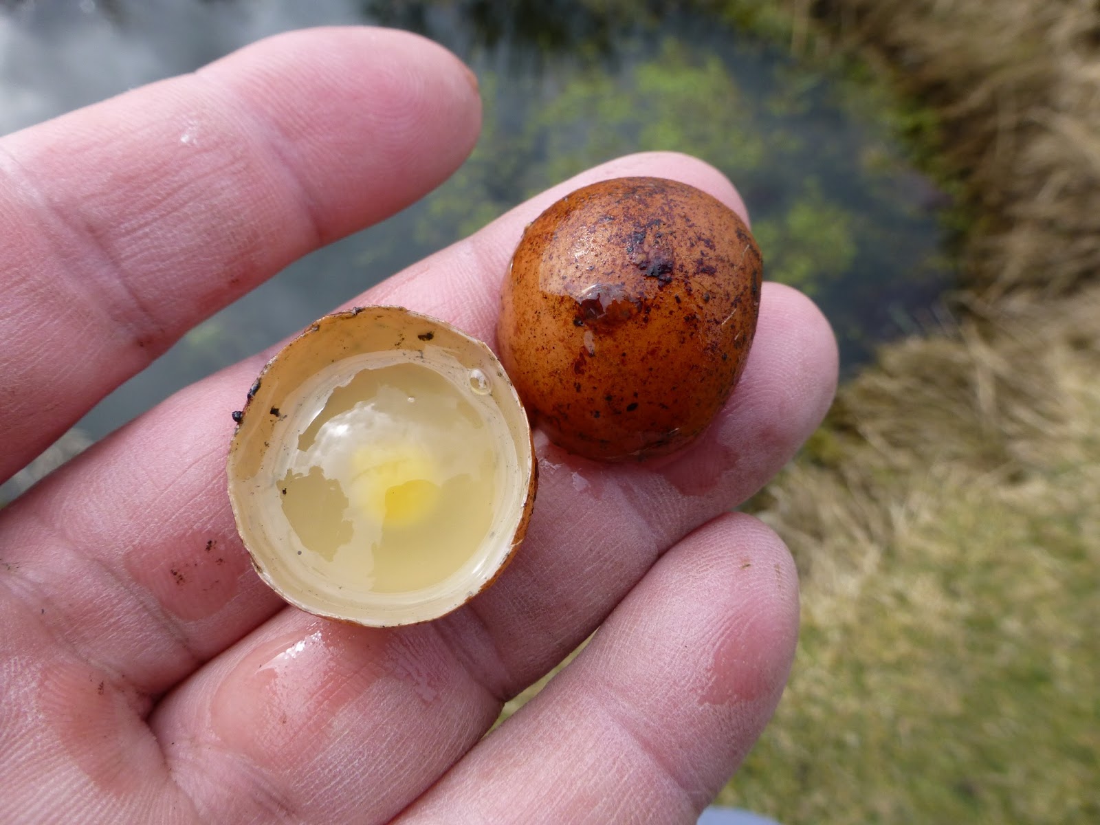 Fair Isle: Colourful Migrant Birds! & Odd Egg?