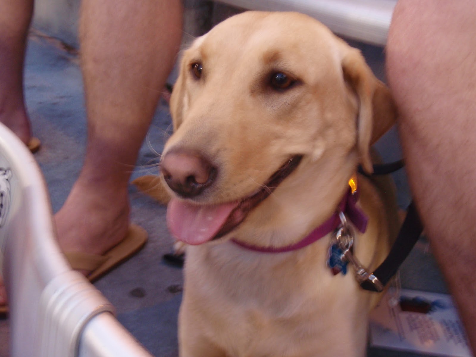 The Chronicles of Cardigan: My Dogs 'Drew' Straws and Jon Farleigh Won ...