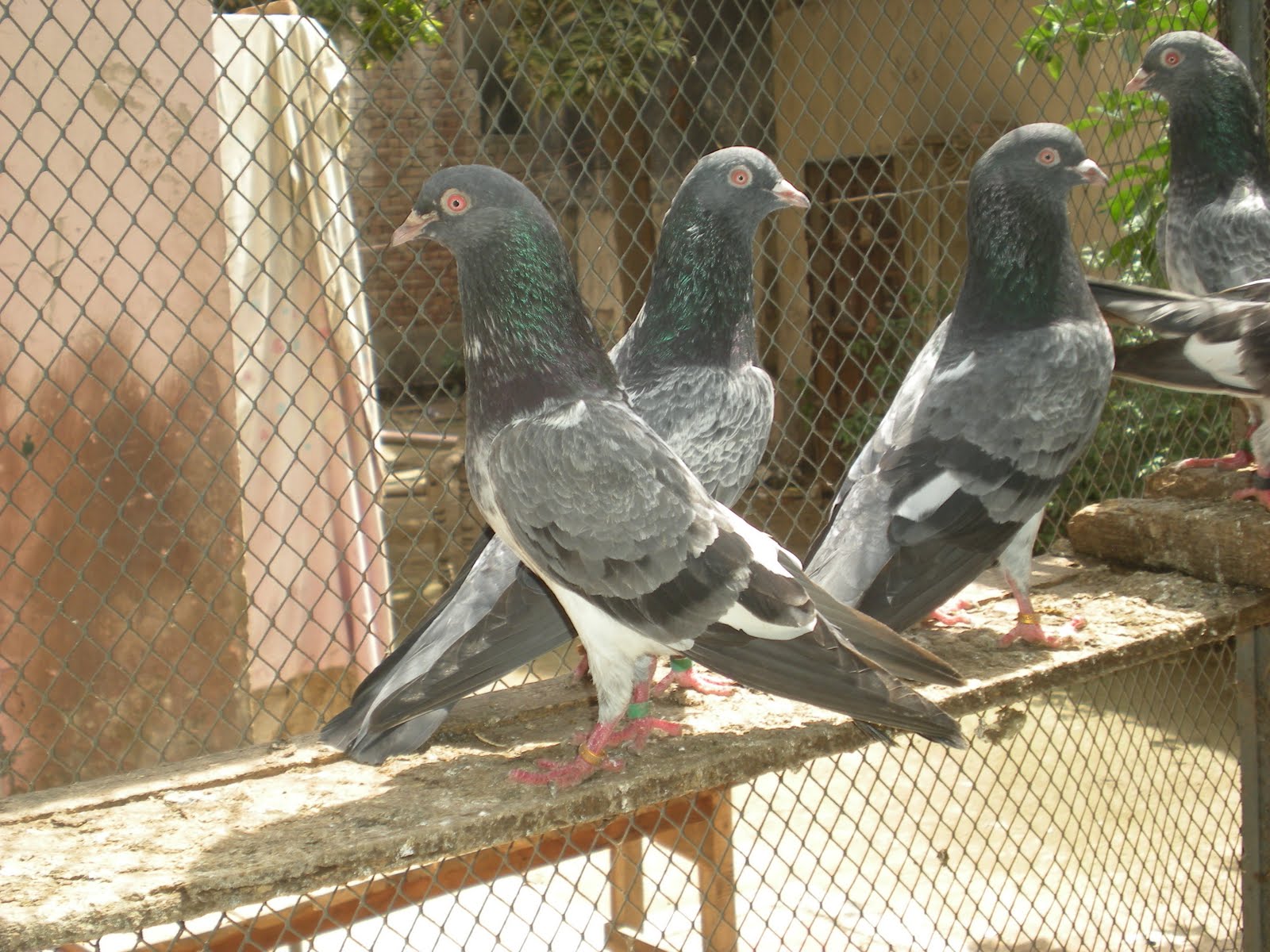 Pakistani Tipplers (Kabootar Baaz) | UK & USA Pigeons | Fancy Pigeons ... Pakistani Tipplers (Kabootar Baaz) | UK & USA Pigeons | Fancy Pigeons ...