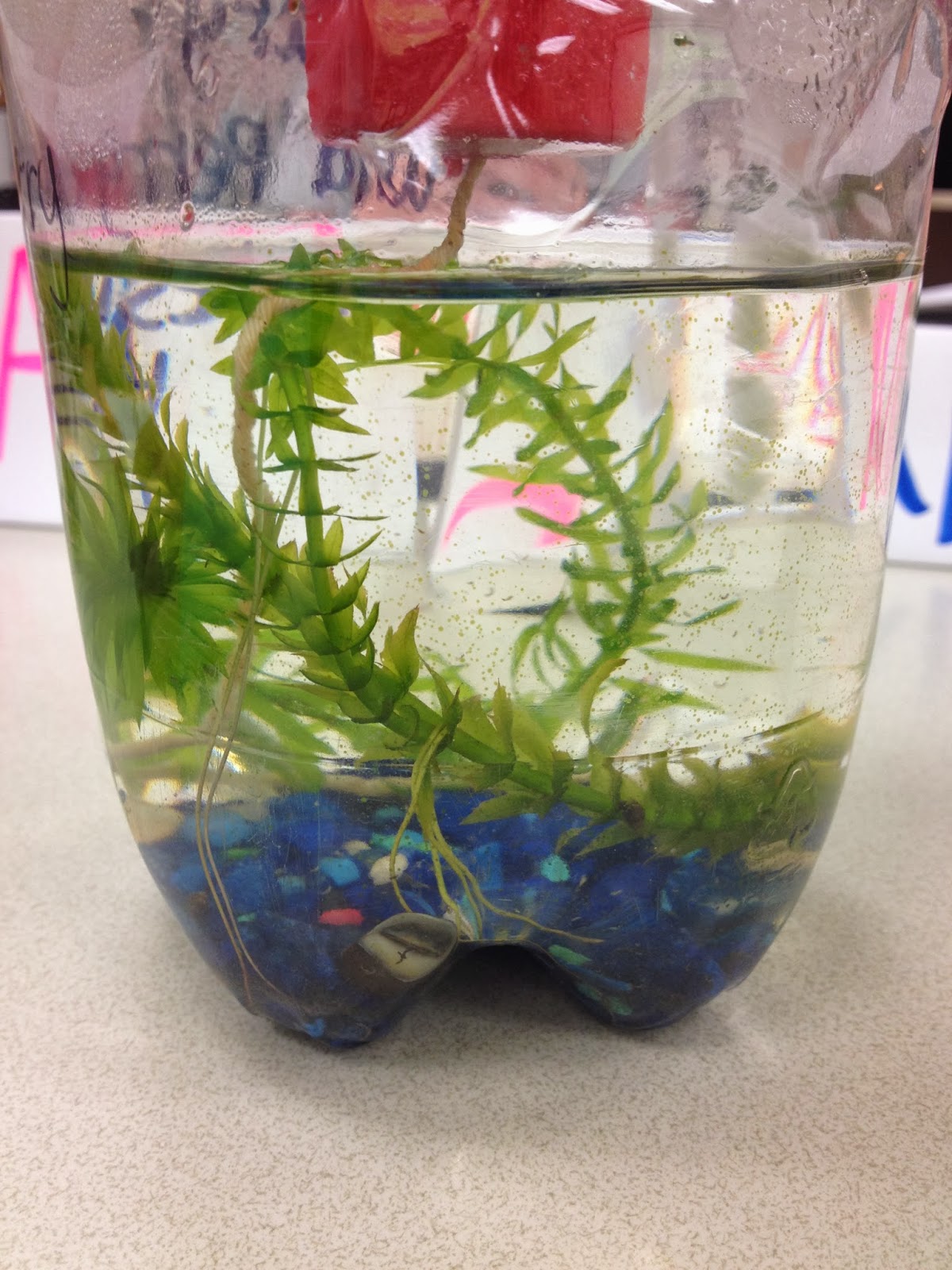 Ecosystem in a Bottle