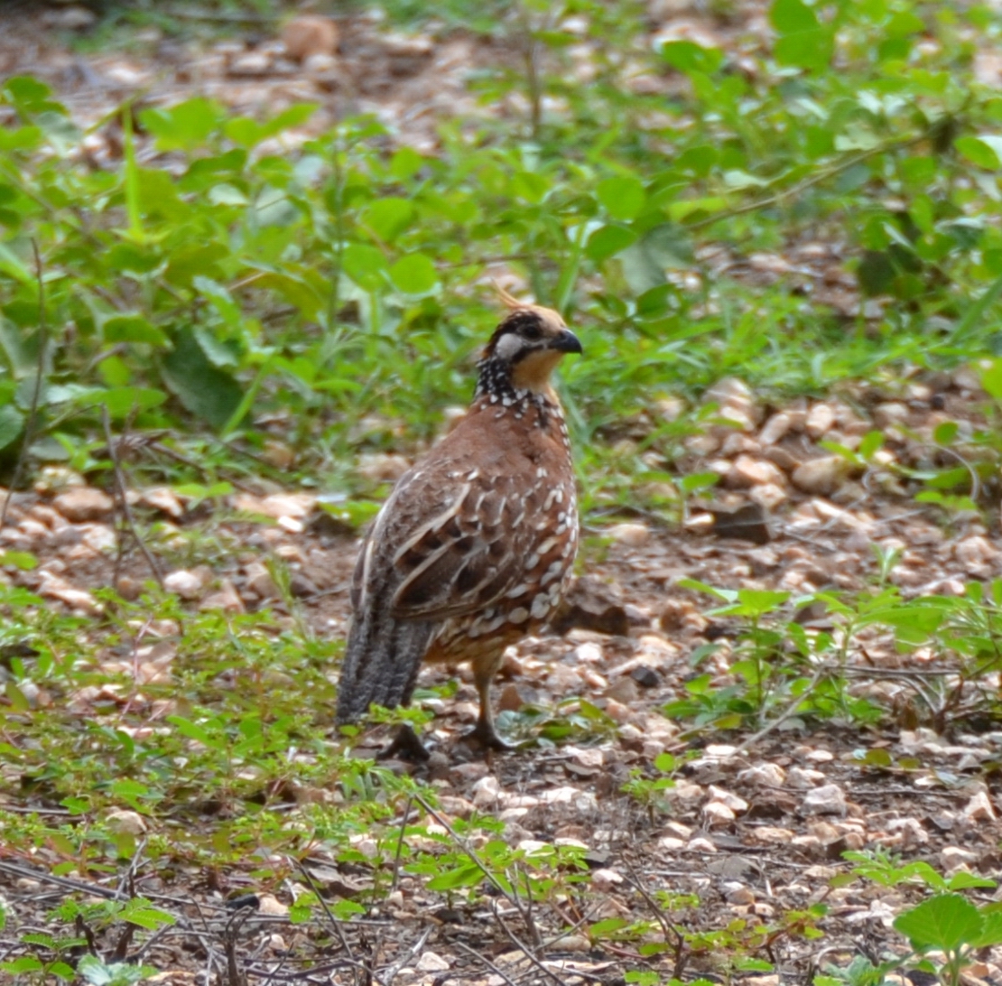 Hiking Curaçao - Flora and Fauna: Quail - Sloké