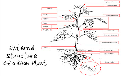 My Cute Baby Plants: Young Plant Structure and Function