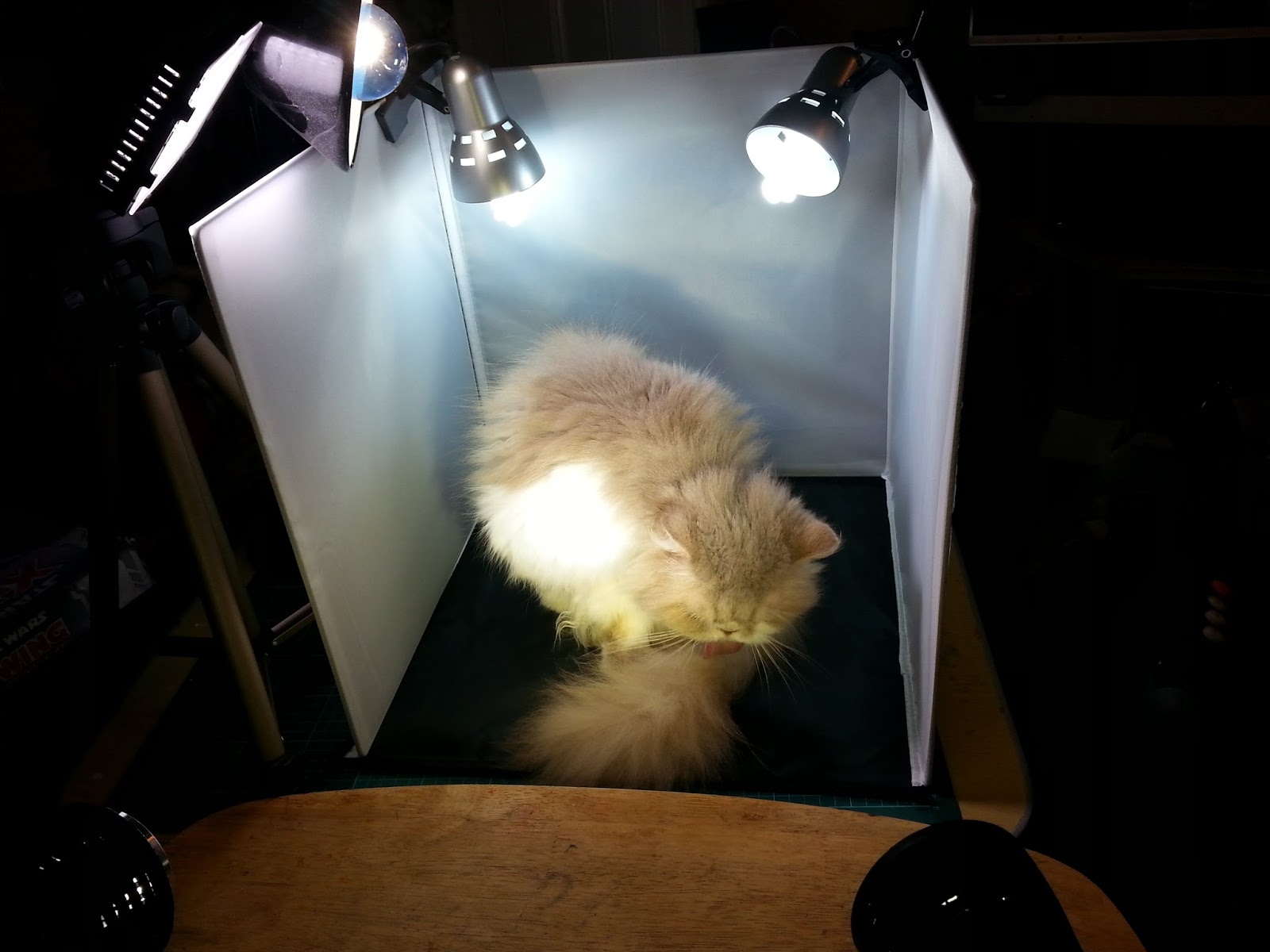 Tuppence Coloured: Lights, Camera - CAT!