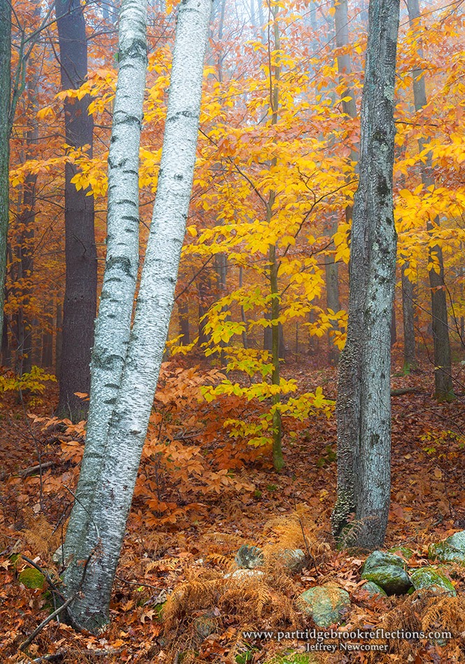 Getting it Right in the Digital Camera : Negative Clarity for Landscape ...