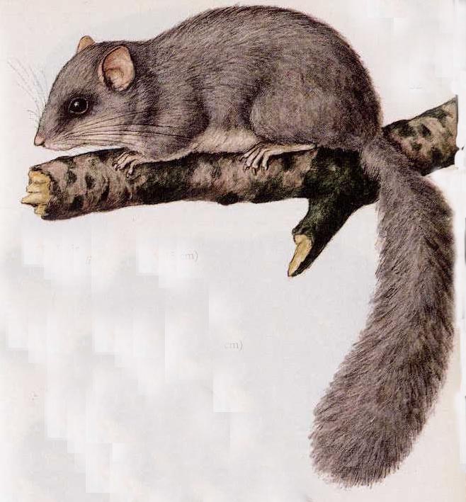 Kako živi divljač / How to live wild animals: Puh veliki (Myoxus glis ...