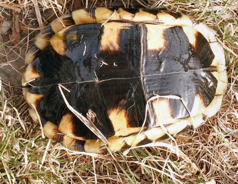 Turtle Pictures: Pan's box turtle - Cuora pani
