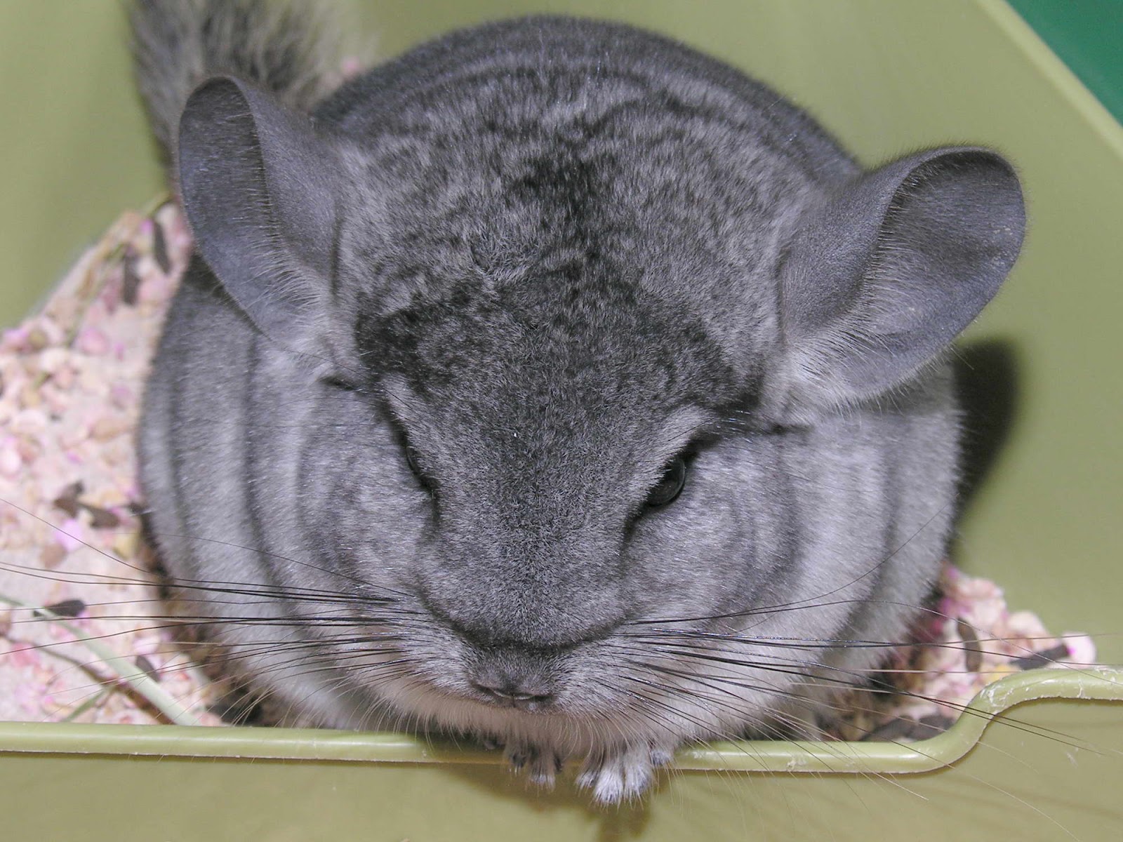 Chinchilla | Info and Photos-Images | The Wildlife Chinchilla | Info and Photos-Images | The Wildlife