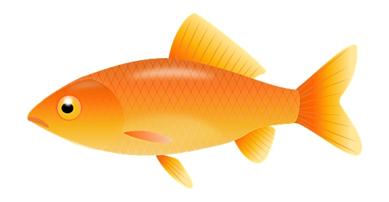 Isolating a Poker Fish: A Complete How To Guide | BlackRain79 - Elite ...