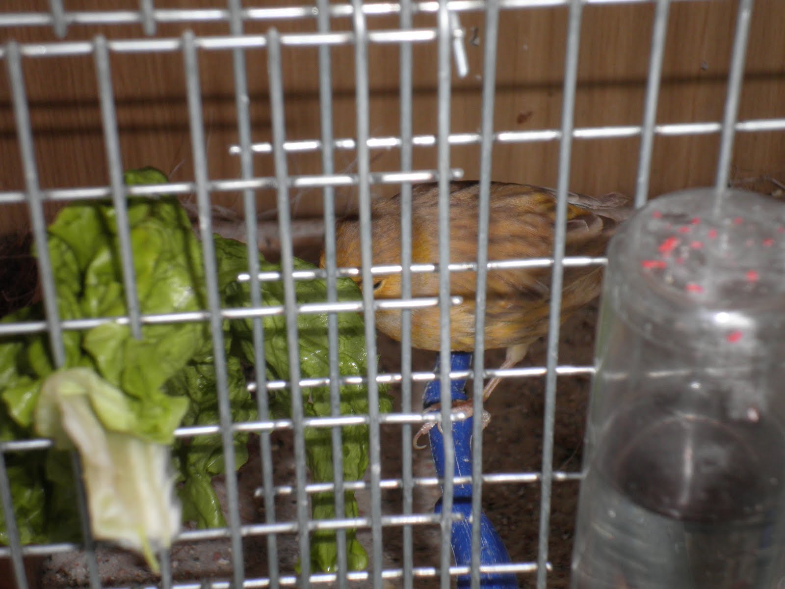 ΚΑΝΑΡΙΝΙΑ ΚΑΡΔΕΡΙΝΟΚΑΝΑΡΑ goldfinch x canary: Η καινούργια μου ...