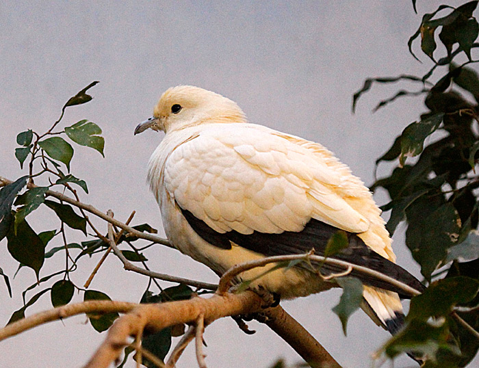 Foto-Natura-Huesca: DÚCULA IMPERIAL Ducula bicolor Giovanni Antonio ...