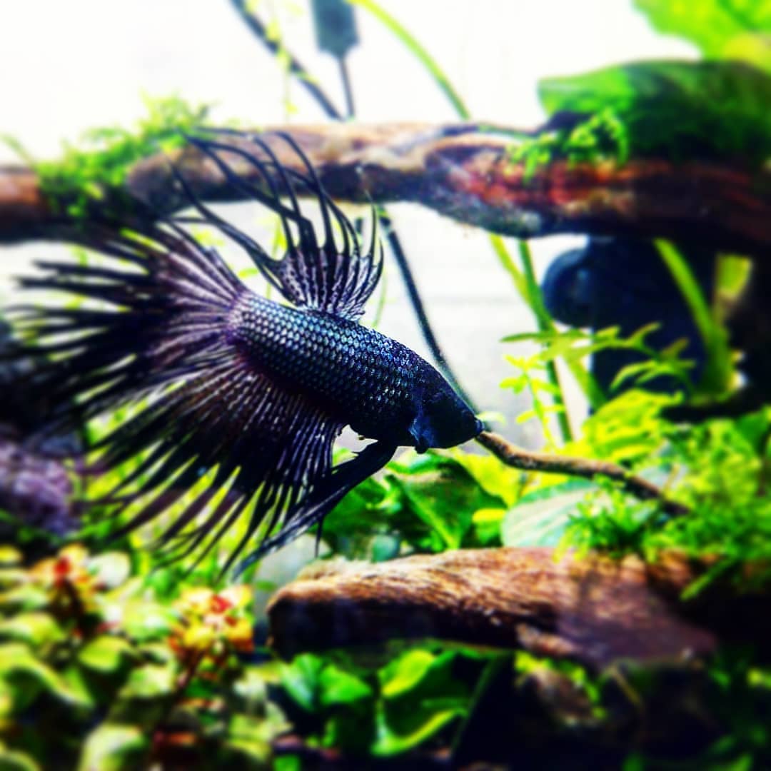 Knowing All Types Of Betta Fish - By Tail, Pattern And Color With Photo ...