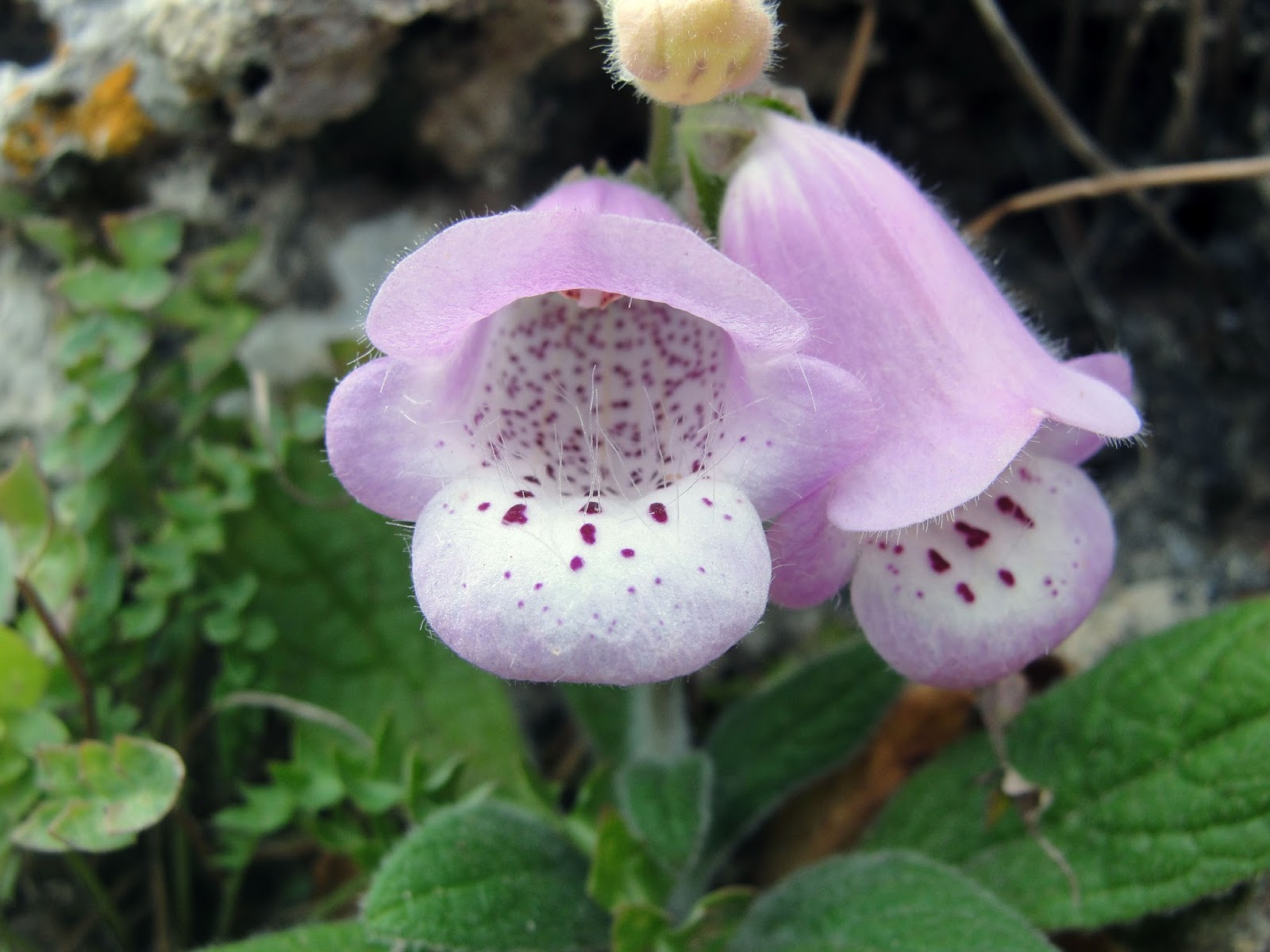 imatges de menorca: PLANTES DE MENORCA: DIDALERA O HERBA DE SANTA MARIA ...