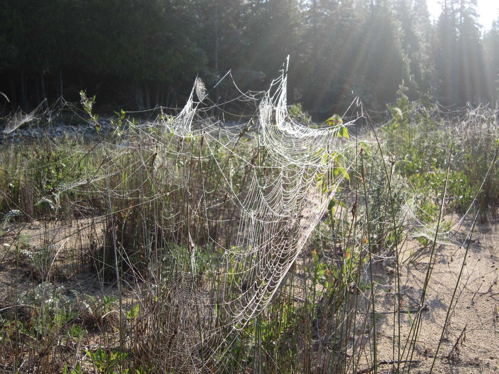 Amy Brown Science: Spiders Everywhere!