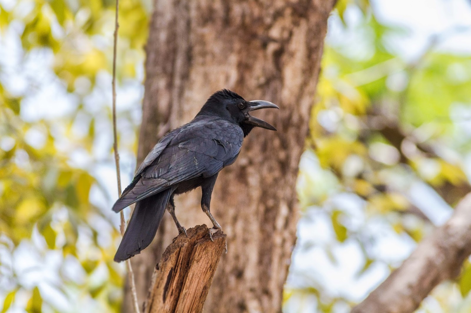 Musicroom's Imaging: Jungle Crow