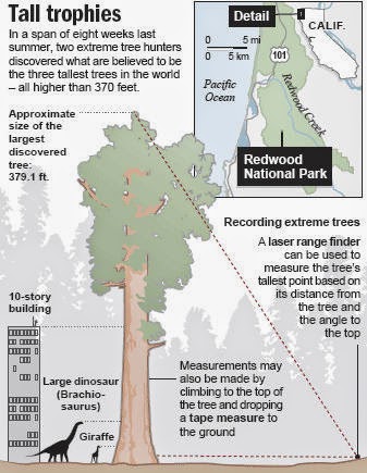 Amazing and Incredible: “Hyperion” World’s Tallest Knowing Living Tree