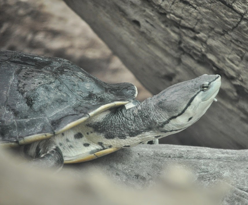 ZOOTOGRAFIANDO (6.096 ANIMALS): TORTUGA CABEZA DE SAPO DE HILARY ...
