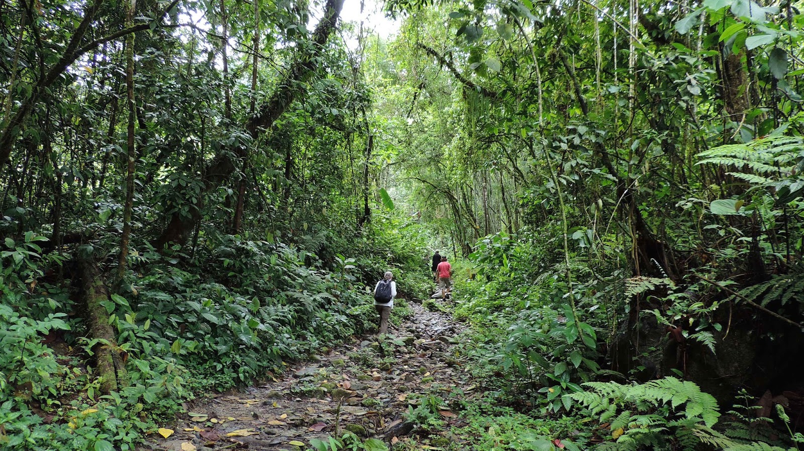 Travel with Kevin and Ruth: Six miles in the Colombian jungle