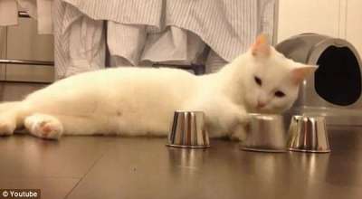 LewatGambar: Video Lucu: Kido, Kucing yang Jago Main Shell Game | Blog ...