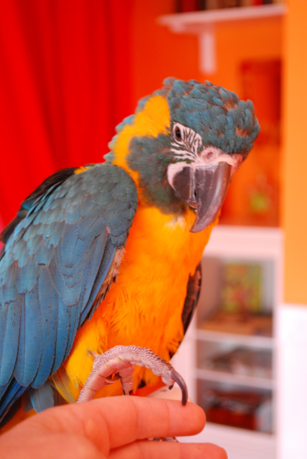 Barbara's Force Free Animal Training Talk: Respecting the Bite