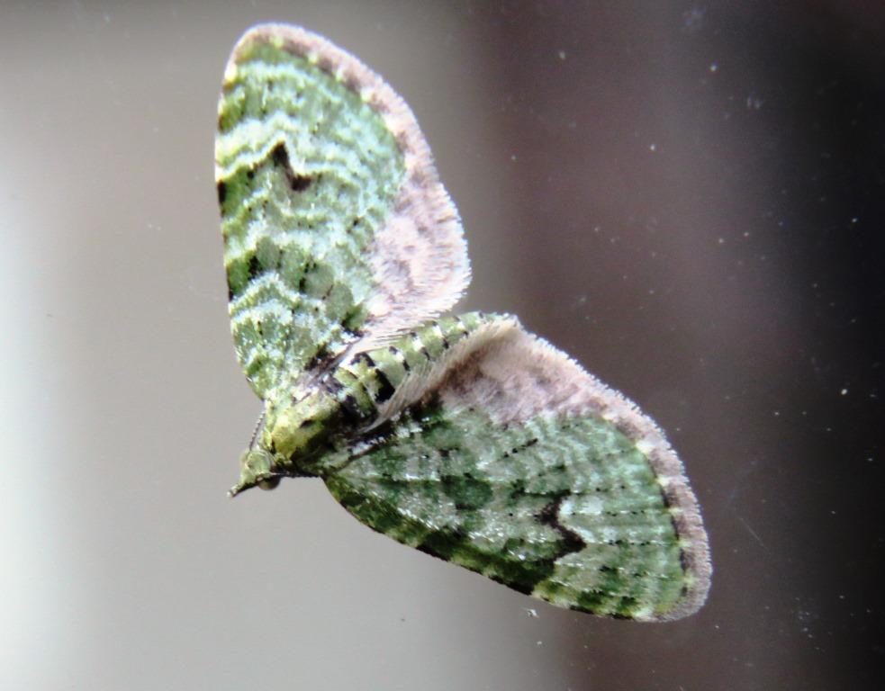 Diary of a Smallholder: Mint Moth